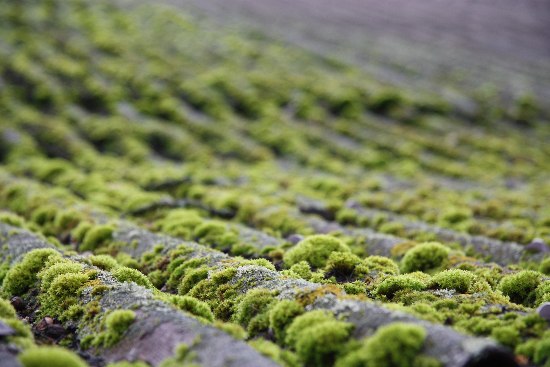 What Causes the Roof Moss on Your House? | Roofing Services